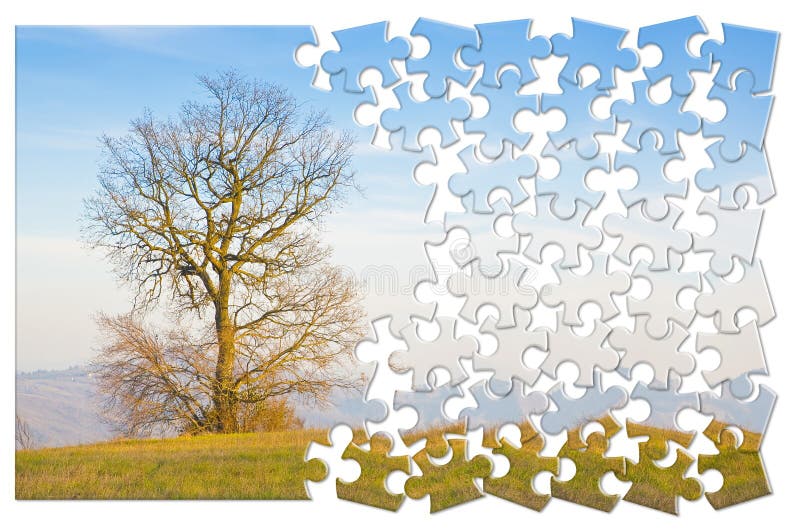 Lone Tree in a Agricultural Field - Environmental Conservation Concept ...