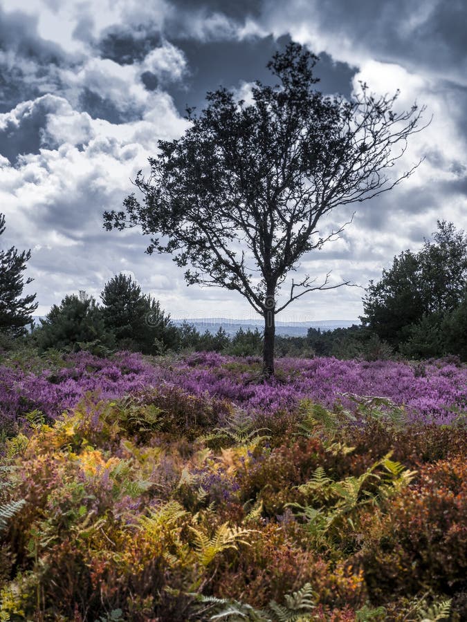 A Lone Tree Amongst the Heather Stock Photo - Image of heather, fern ...