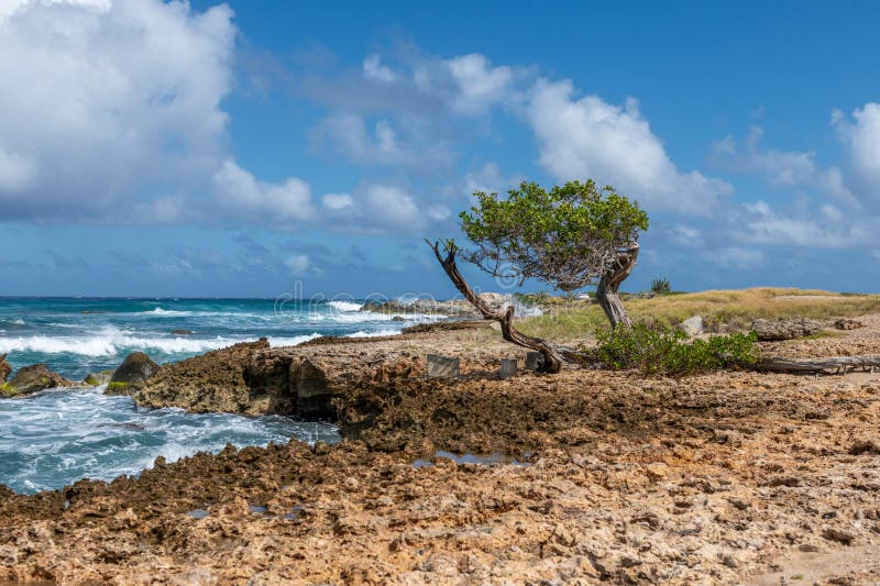 Lone Tree on Aruba S North Coast Stock Photo - Image of caribbean ...
