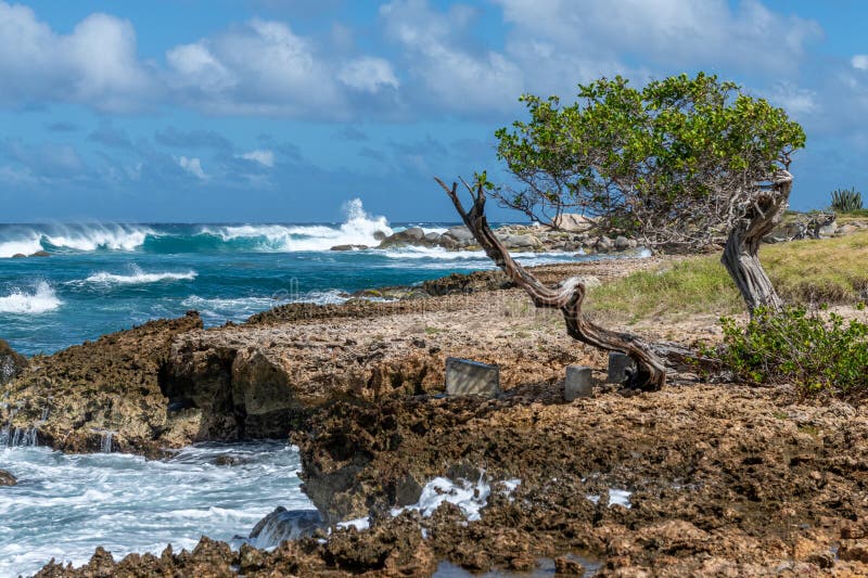 Lone Tree on Aruba S North Coast Stock Photo - Image of dramatic ...
