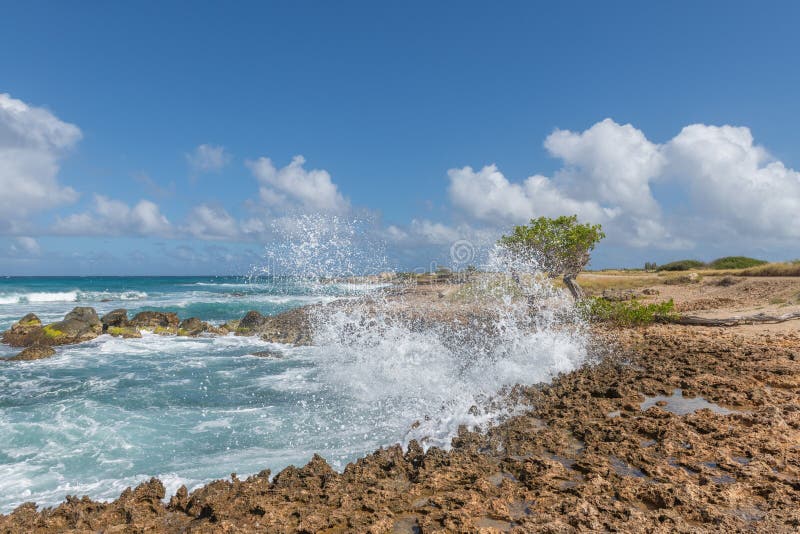 Lone Tree on Aruba S North Coast Stock Photo - Image of foam, coral ...