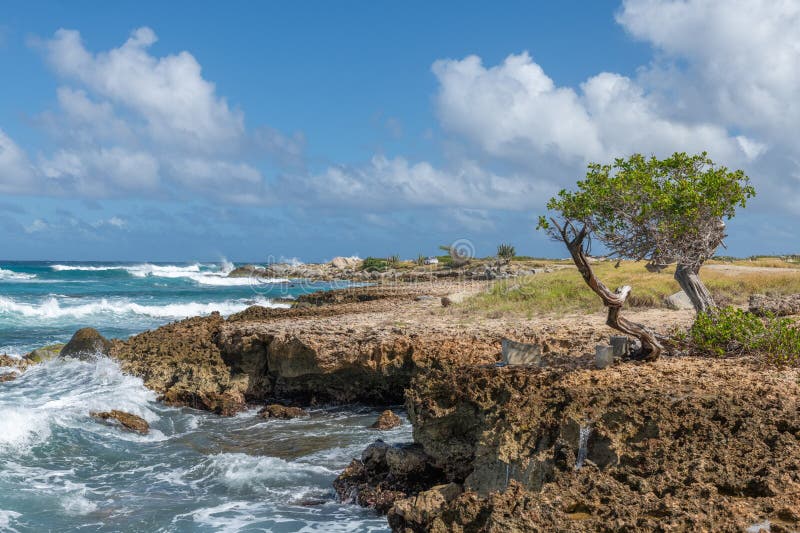 Lone Tree on Aruba S North Coast Stock Image - Image of holidays ...