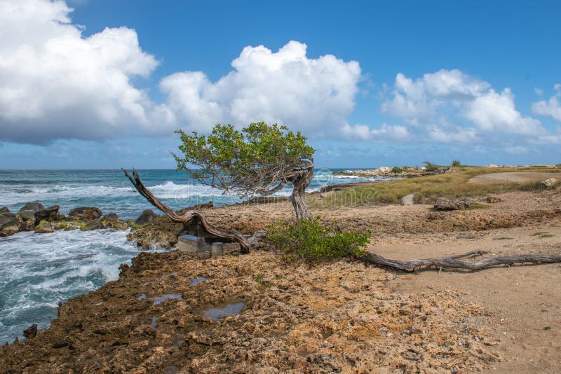 Lone Tree on Aruba S North Coast Stock Image - Image of breakers ...
