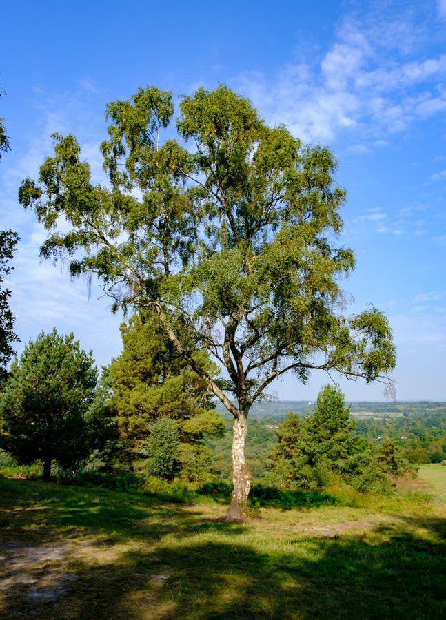 Lone Tree in the Ashdown Forest Stock Image - Image of landscape ...