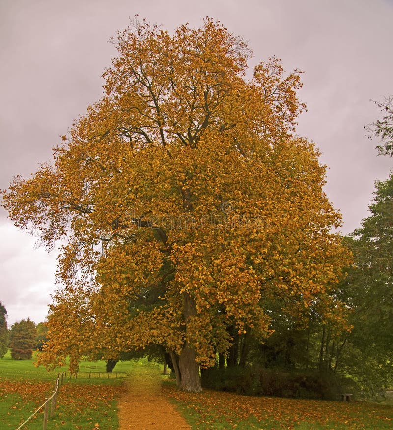 Lone Tree in Autumn Colours Stock Image - Image of colour, orange: 38763897