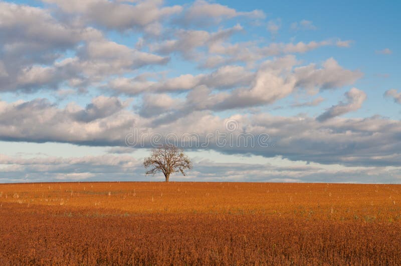 Lone Tree in Autumn Field stock photo. Image of autumn - 19222628