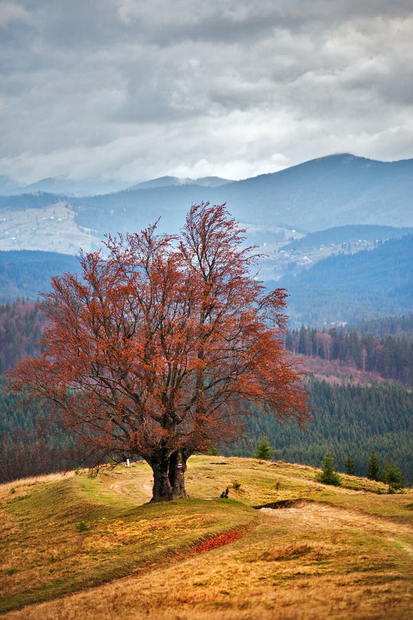 Lone Tree in Autumn Mountains. Cloudy Fall Scene Stock Image - Image of ...