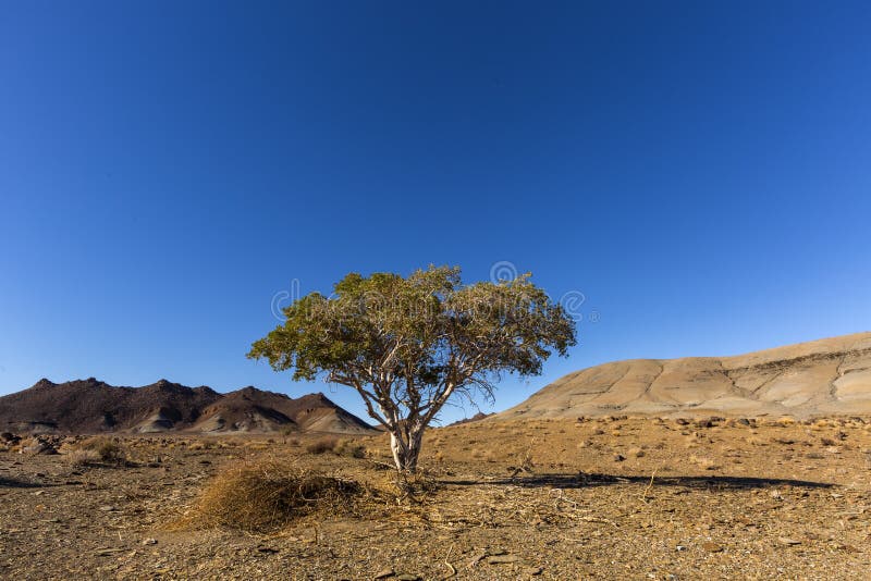 Barren Lone Tree on the Snowy Land. Cold Winter Scene and a Leafless ...