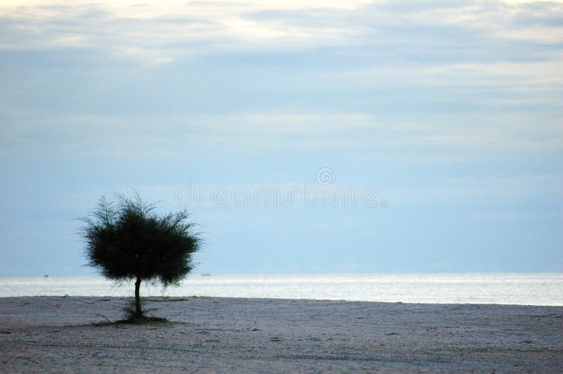 Lone tree on a beach stock image. Image of weather, leisure - 10539189