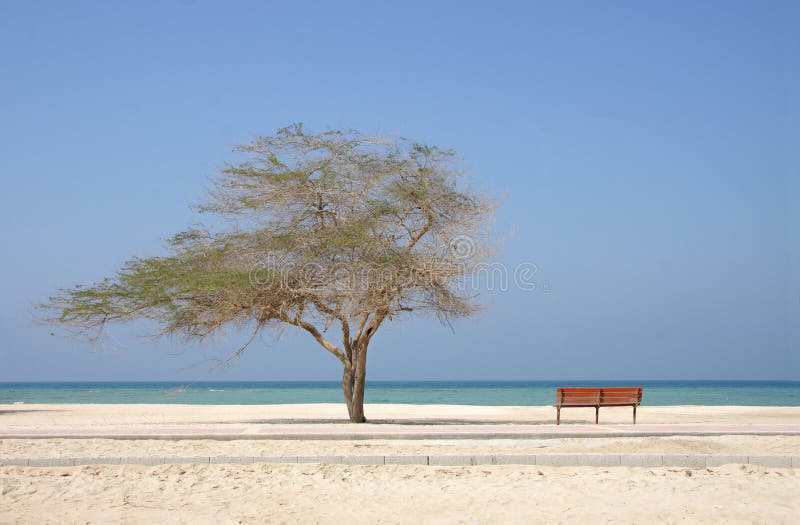 Lone Tree and a Bench in Al Jazair Beach Bahrain Stock Photo - Image of ...