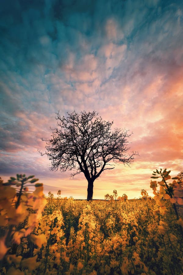 Lone tree stock image. Image of lone, sunset, chill, water - 83237061