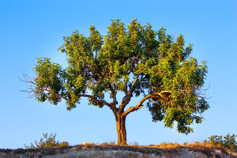 Frankincense Trees, Boswellia Sacra, Olibanum-tree Stock Photo - Image ...