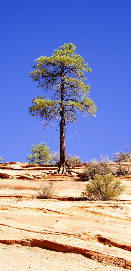 Lone Tree on Blue stock image. Image of blue, national - 70923771