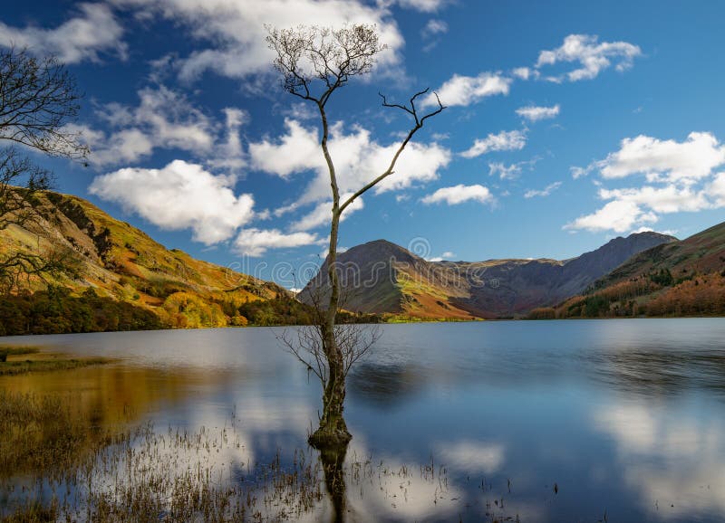 Lone Tree Buttermere in the Lake District Stock Photo - Image of water ...