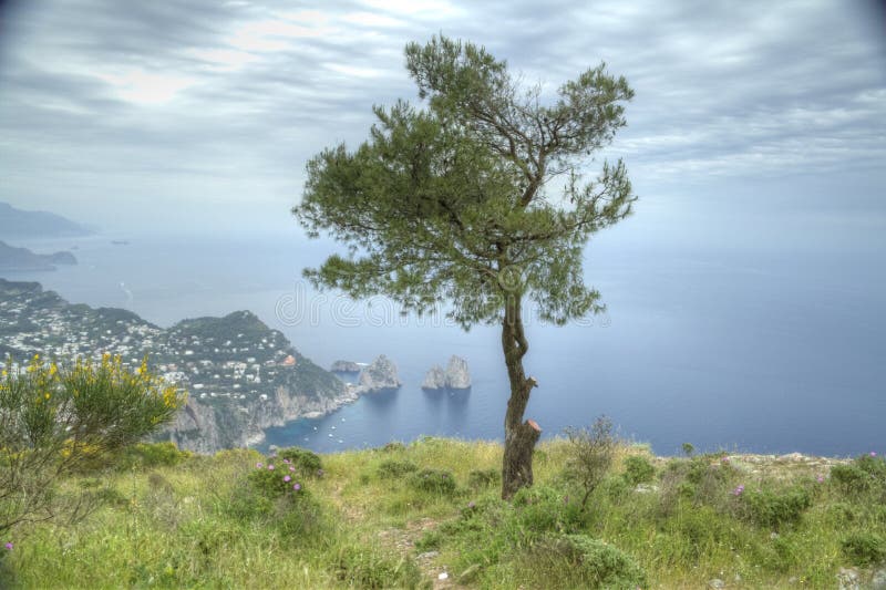 Lone Tree of Capri stock photo. Image of italy, tree - 100141960