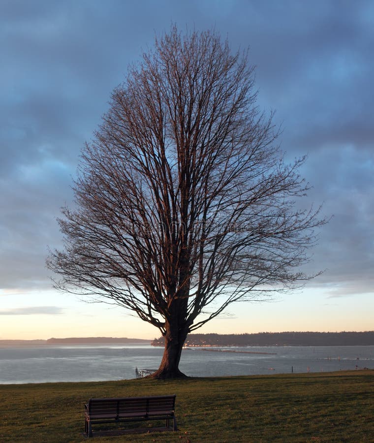 Lone Tree on a Cliff stock photo. Image of scenic, landscape - 12606742