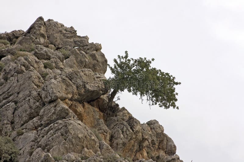 Lone tree in the cliff. stock image. Image of colours - 228423227