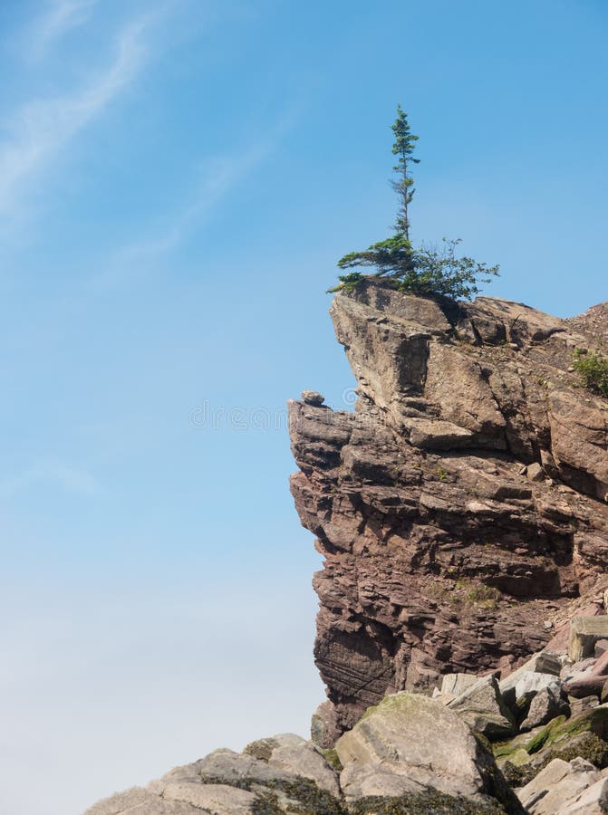 Lone tree on cliff stock photo. Image of timber, lone - 32821002