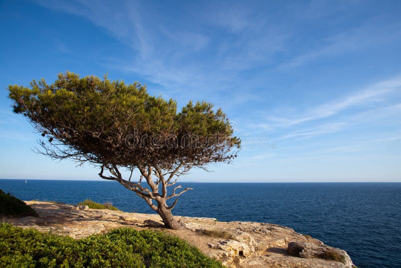 Lone tree on coastline stock photo. Image of lone, summery - 14998034