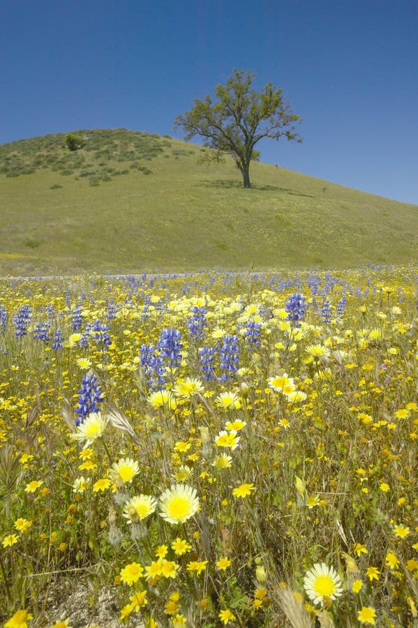 Lone Tree and Colorful Bouquet of Spring Flowers Stock Image - Image of ...