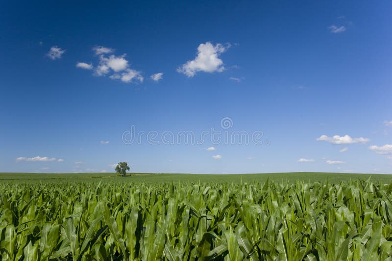 Lone tree in corn field stock photo. Image of biomass - 12957408