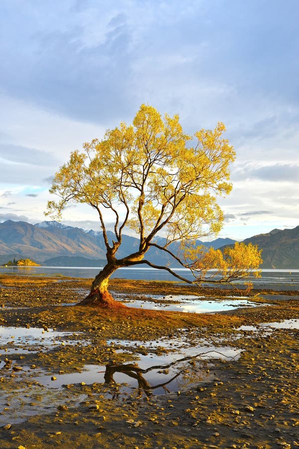 The lone tree dawn stock image. Image of hill, mountain - 97925441
