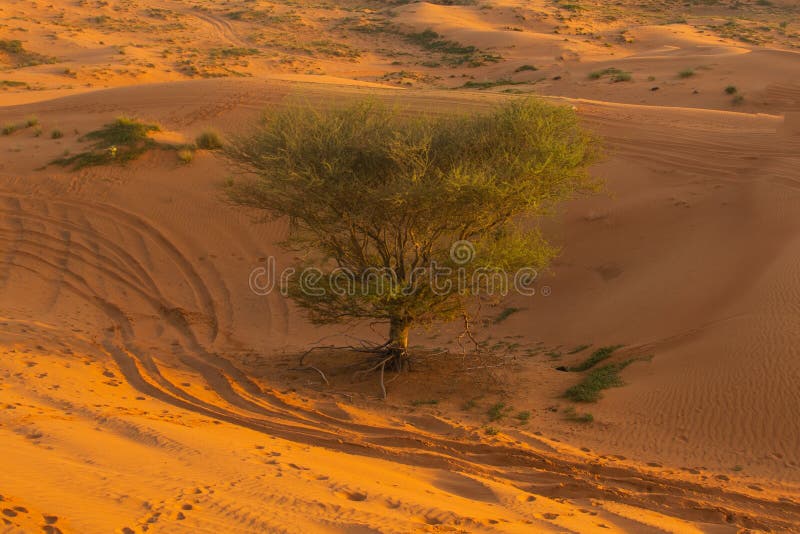 Lone Tree in the Desert, Ras Al Khaimah, United Arab Emirates Stock ...