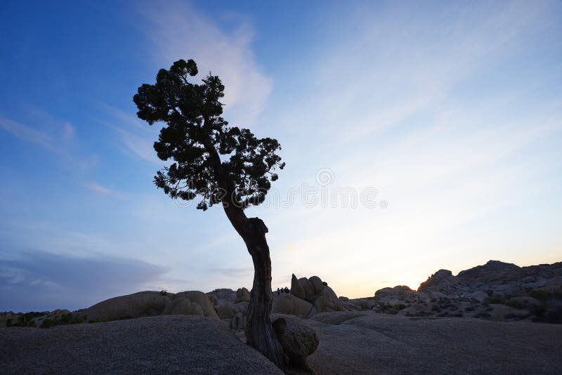 Lone tree in desert stock photo. Image of background - 57688122