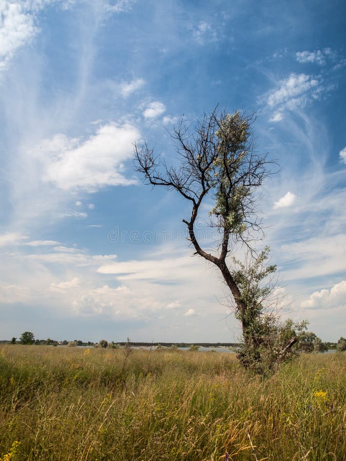 Lone Tree with Dry Branches in the Field on Cloudy Blue Sky Back Stock ...