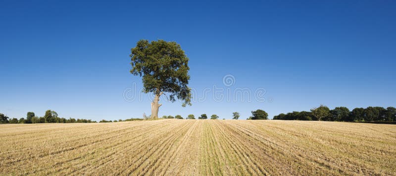 Lone Tree in Dry Landscape. Stock Image - Image of horizon, remote ...