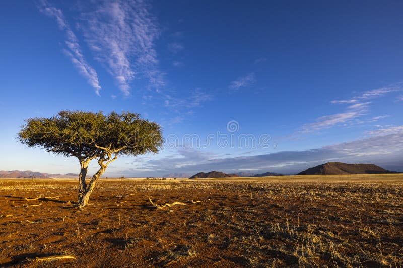 Lone tree on dry plain stock photo. Image of africa - 366829954
