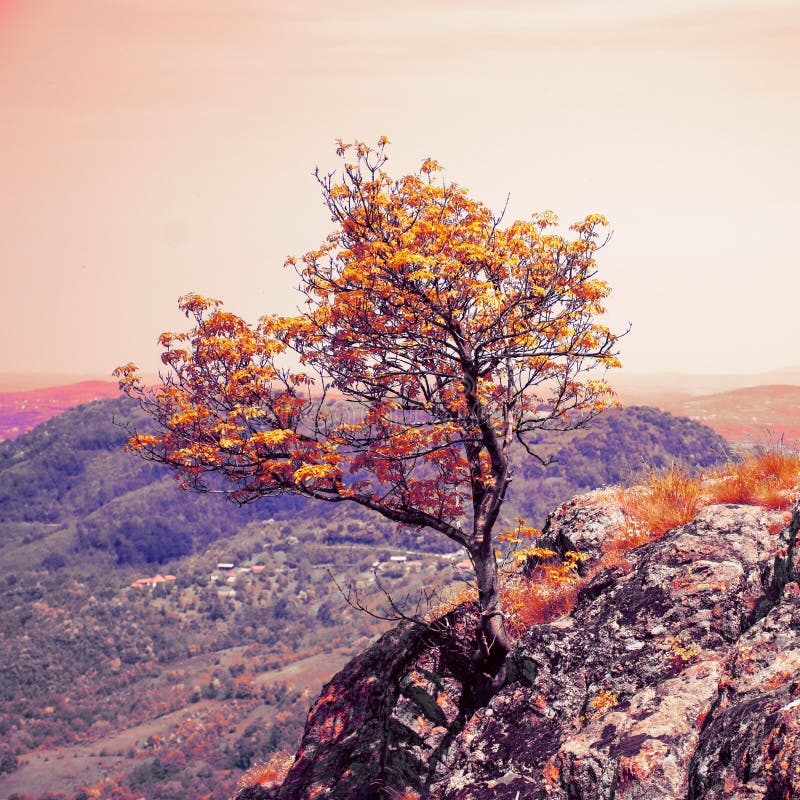 Lone Tree on the Edge of the Rocky Hill Stock Image - Image of tree ...