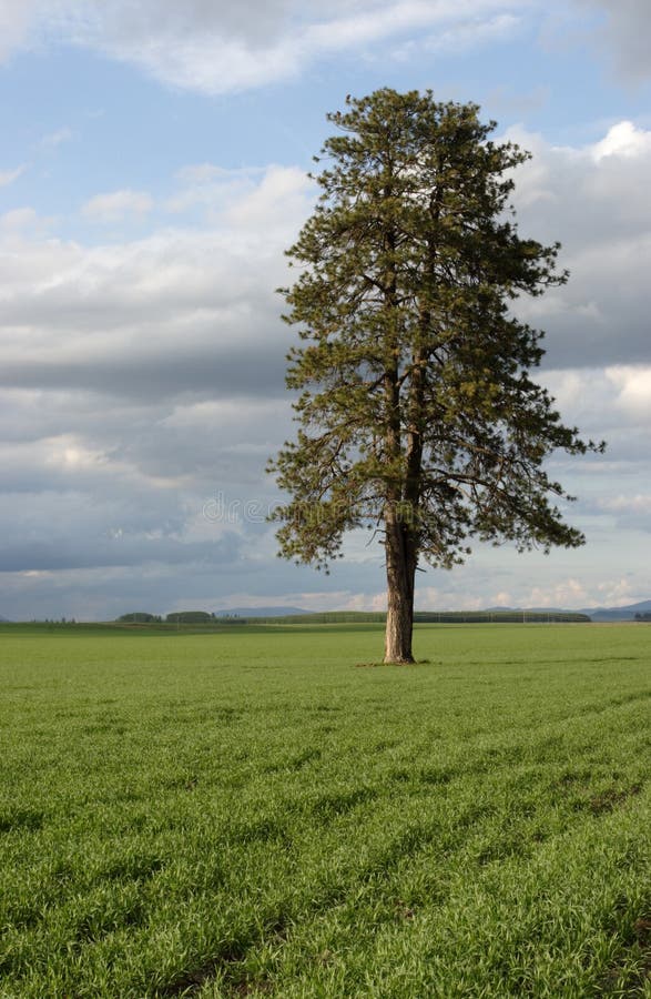 A Lone Tree in a Farm Field. Stock Photo - Image of blue, white: 5392714