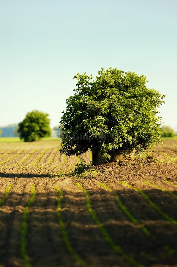 Lone Tree In A Field Picture. Image: 1529246