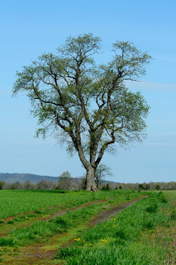Lone tree in a field stock photo. Image of field, tree - 19418354