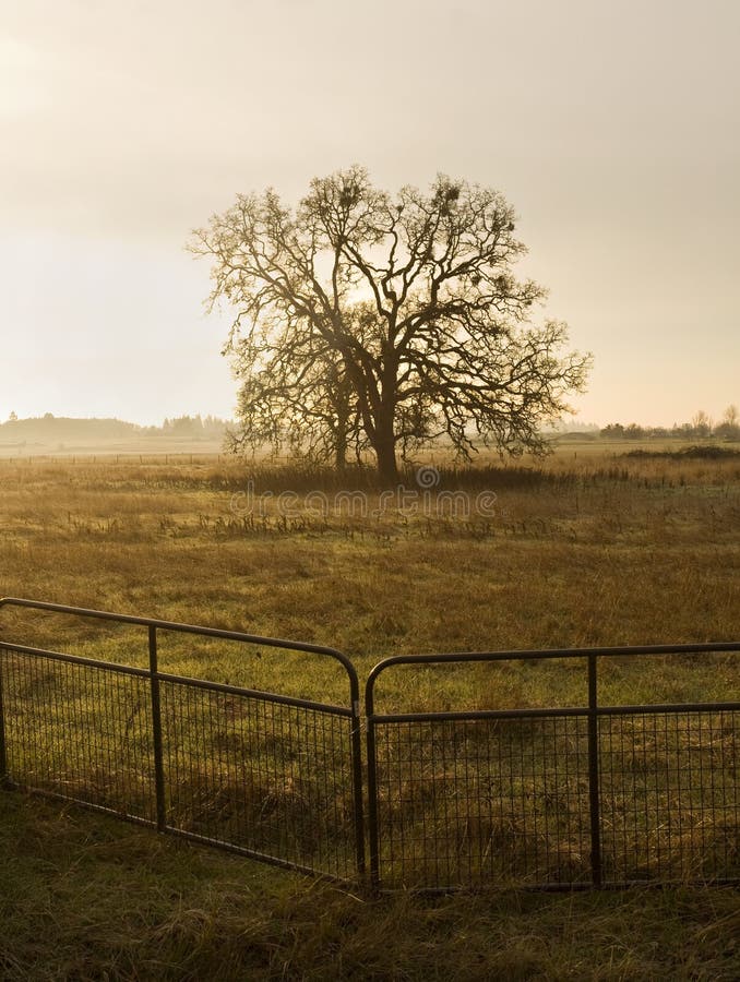 Lone tree in field stock image. Image of dusk, nature - 3808151