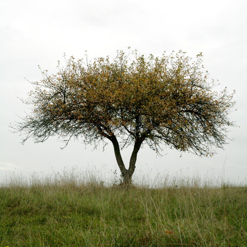 Lone tree in field stock photo. Image of shape, tree, branch - 5430234