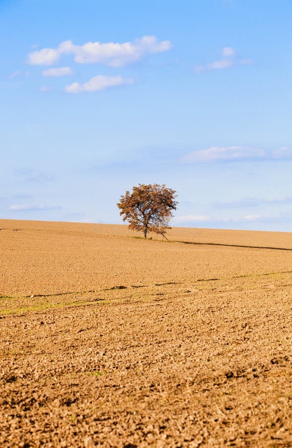 Lone Tree In A Field Picture. Image: 1529246