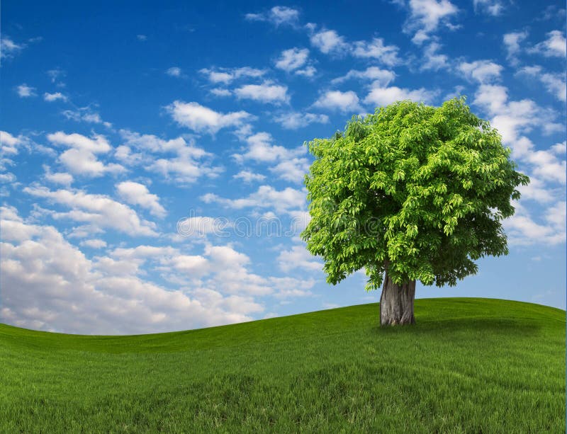 Lone Tree on the Field with Blue Sky Stock Image - Image of agriculture ...