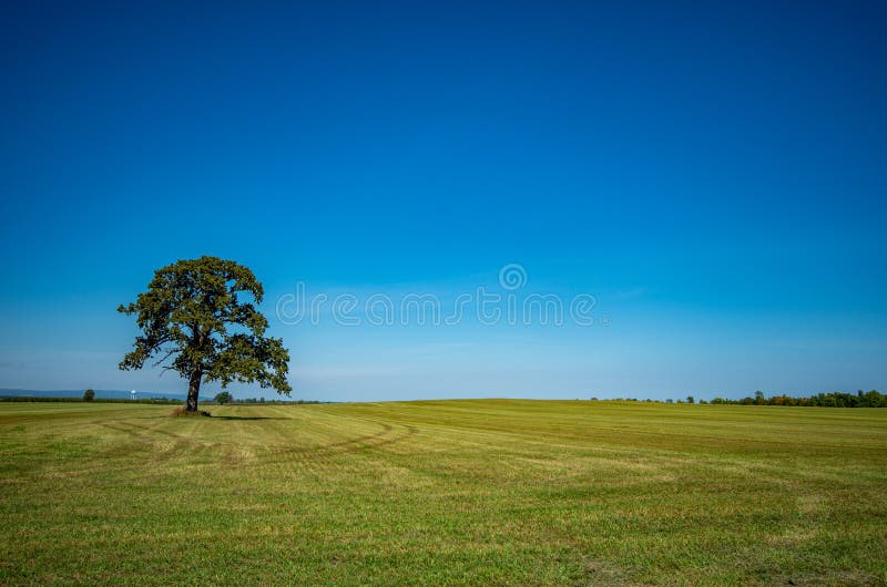 Lone Tree in a Field with Bright Blue Sky Stock Image - Image of green ...