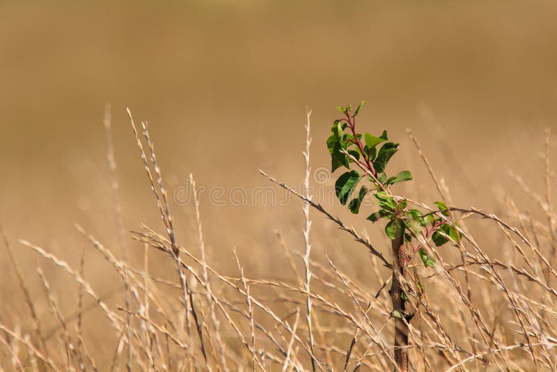 Lone tree stock photo. Image of isolated, grass, nature - 83291658