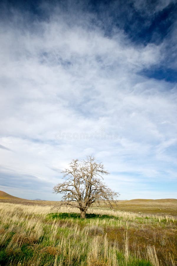 Lone Tree in a Field of Grass Stock Photo - Image of palmdate, horizon ...