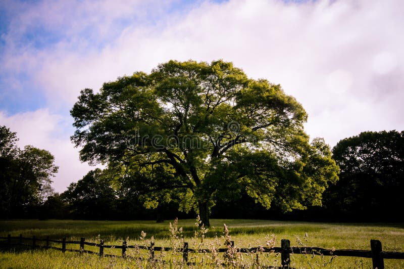 Lone tree in field stock photo. Image of england, landscapes - 86236526
