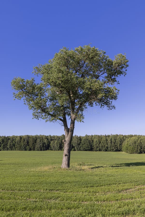 A Lone Tree in a Field with Green Grass Stock Photo - Image of outdoor ...
