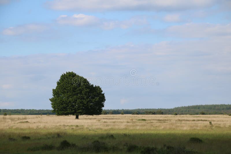 A lone tree in the field stock image. Image of agriculture - 242814279