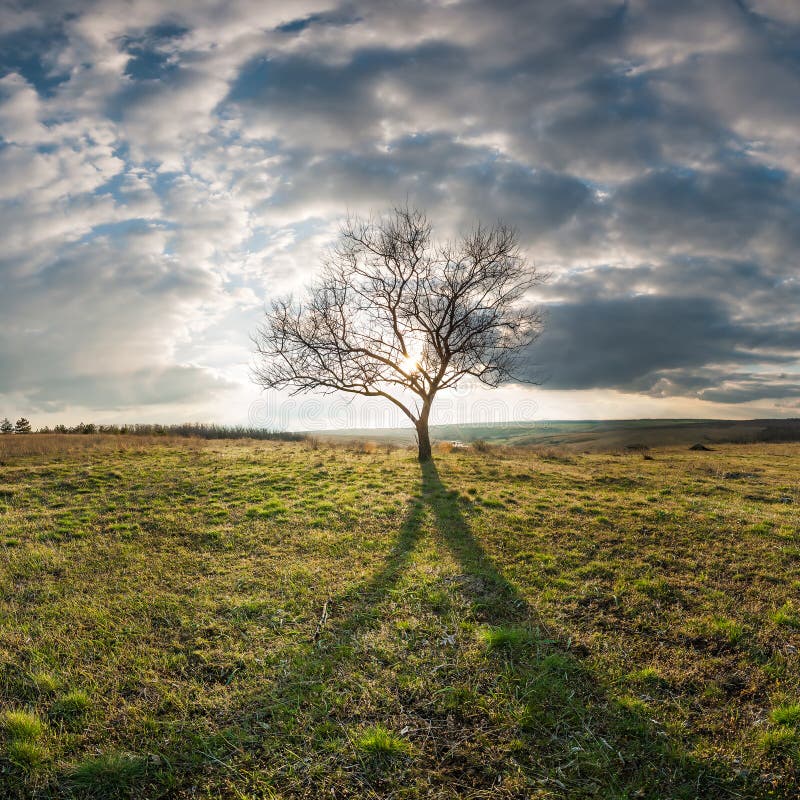 Lone tree in a field stock photo. Image of high, beautiful - 39838888