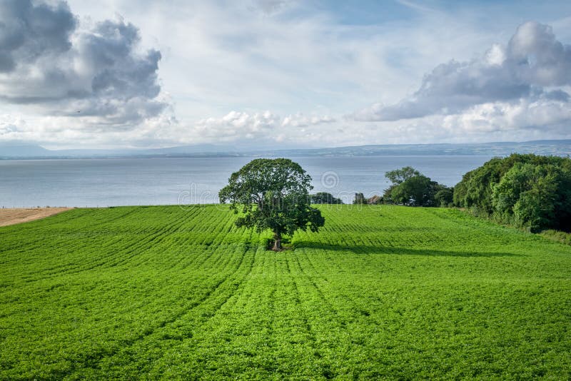 Lone Tree in a field stock image. Image of earth, harvest - 155680497