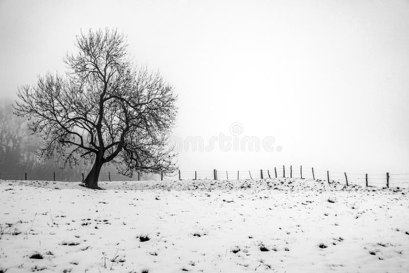 A Lone Tree in Field of Snow Stock Image - Image of line, frost: 210258653