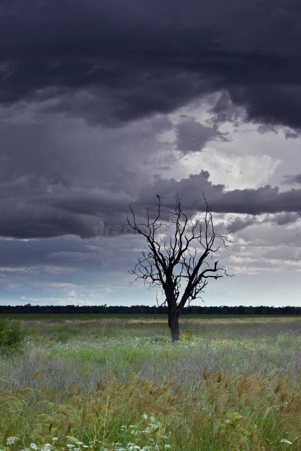 Lone Tree in a Field with a Stormy Sky Stock Photo - Image of grass ...