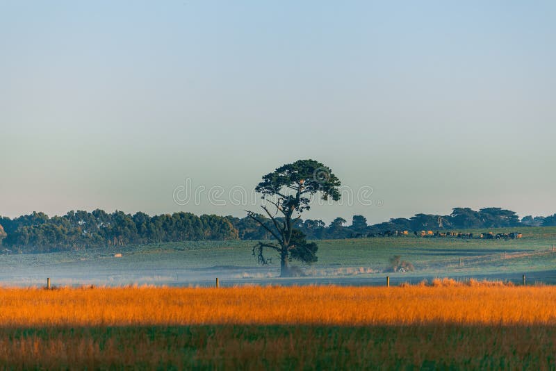 Lone Tree in a Field at Sunrise. Stock Image - Image of trees, space ...